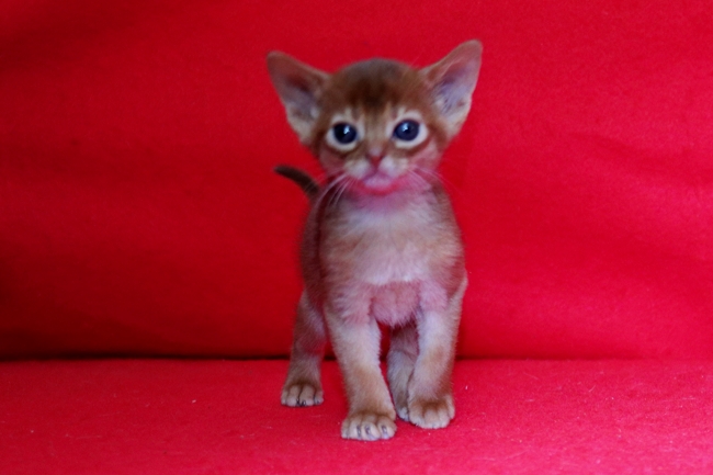 Prairieridge Tonkinese and Abyssinians: Kittens