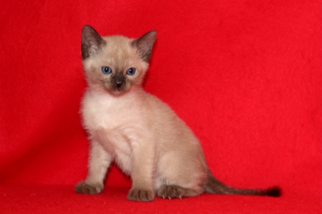 Prairieridge Tonkinese and Abyssinians: Kittens