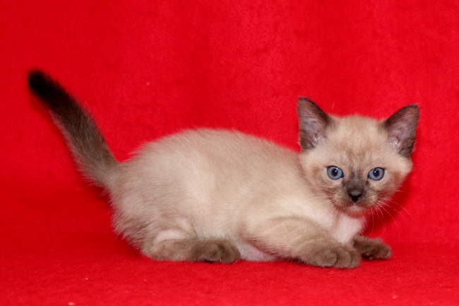 Prairieridge Tonkinese and Abyssinians: Kittens