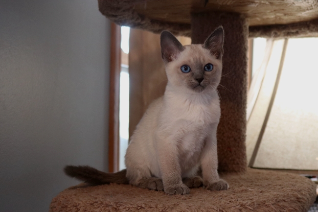 Prairieridge Tonkinese and Abyssinians: Kittens